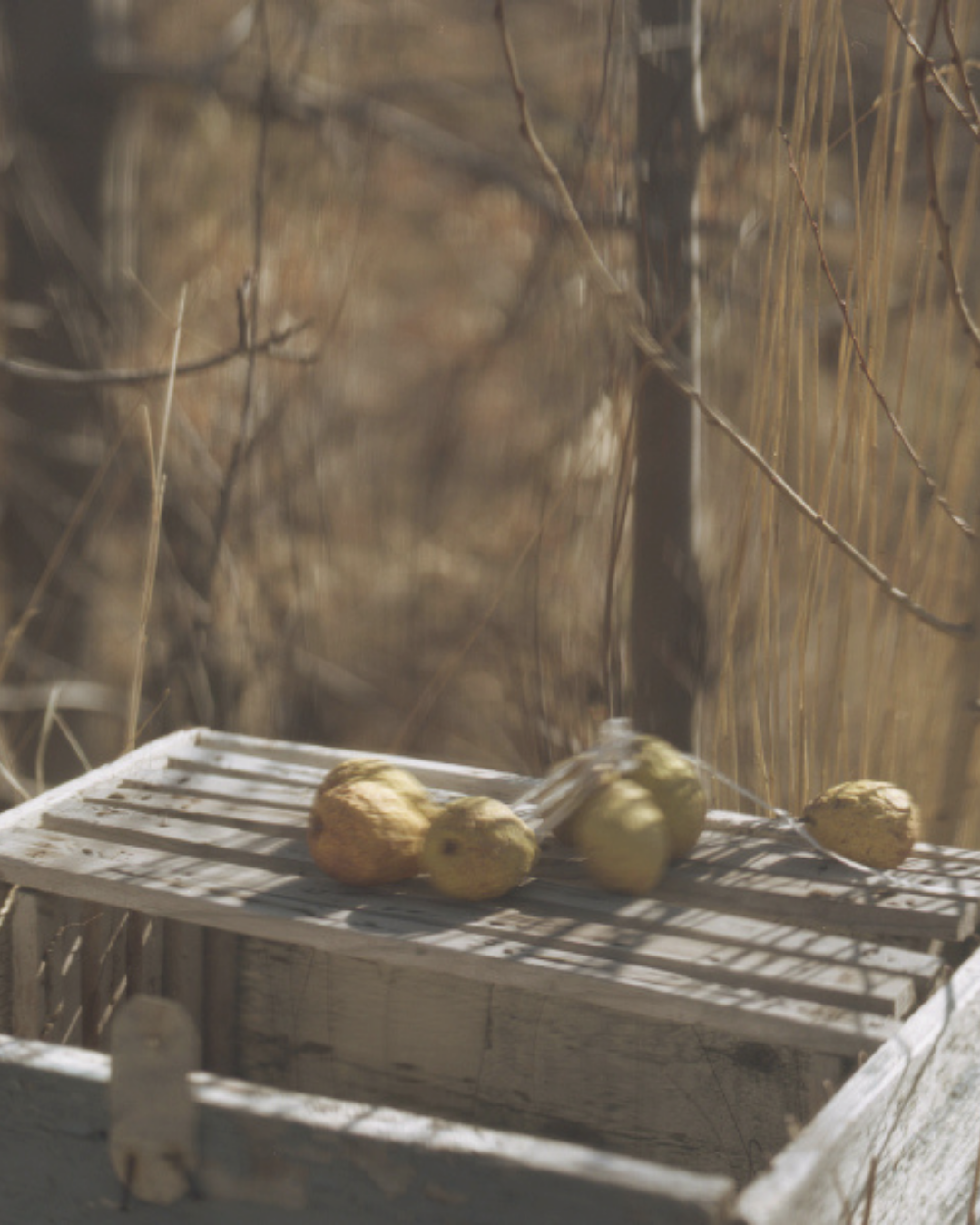 Events - Atlas of Forgotten Orchards – project presentation - EPICenter