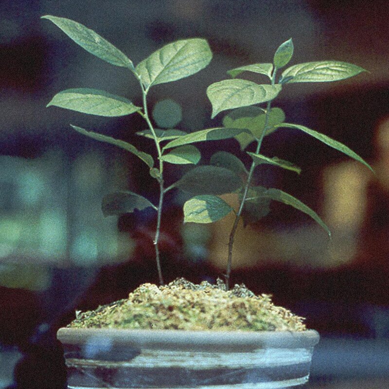 Projects - Revive Time: Kaki Tree Project