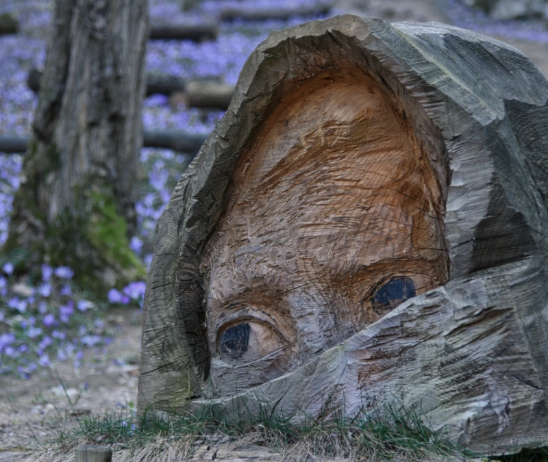 Projects - The Forest House